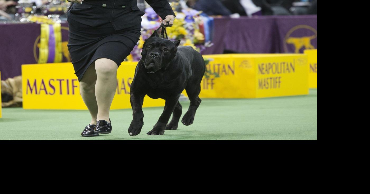 Some N.S. towns have tried to ban 'dangerous' dog breeds without much ...