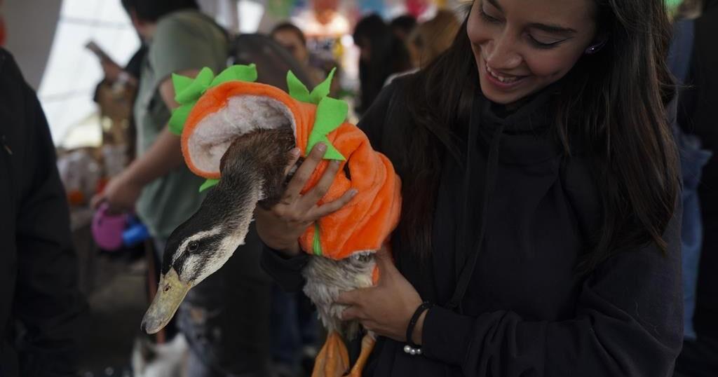 Pets join Mexico's Day of the Dead celebrations, as Fido and Tiger get ...