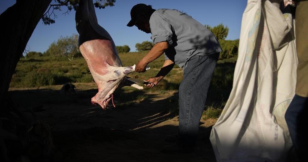 Navajo sheep herding at risk from climate change. Some young people ...