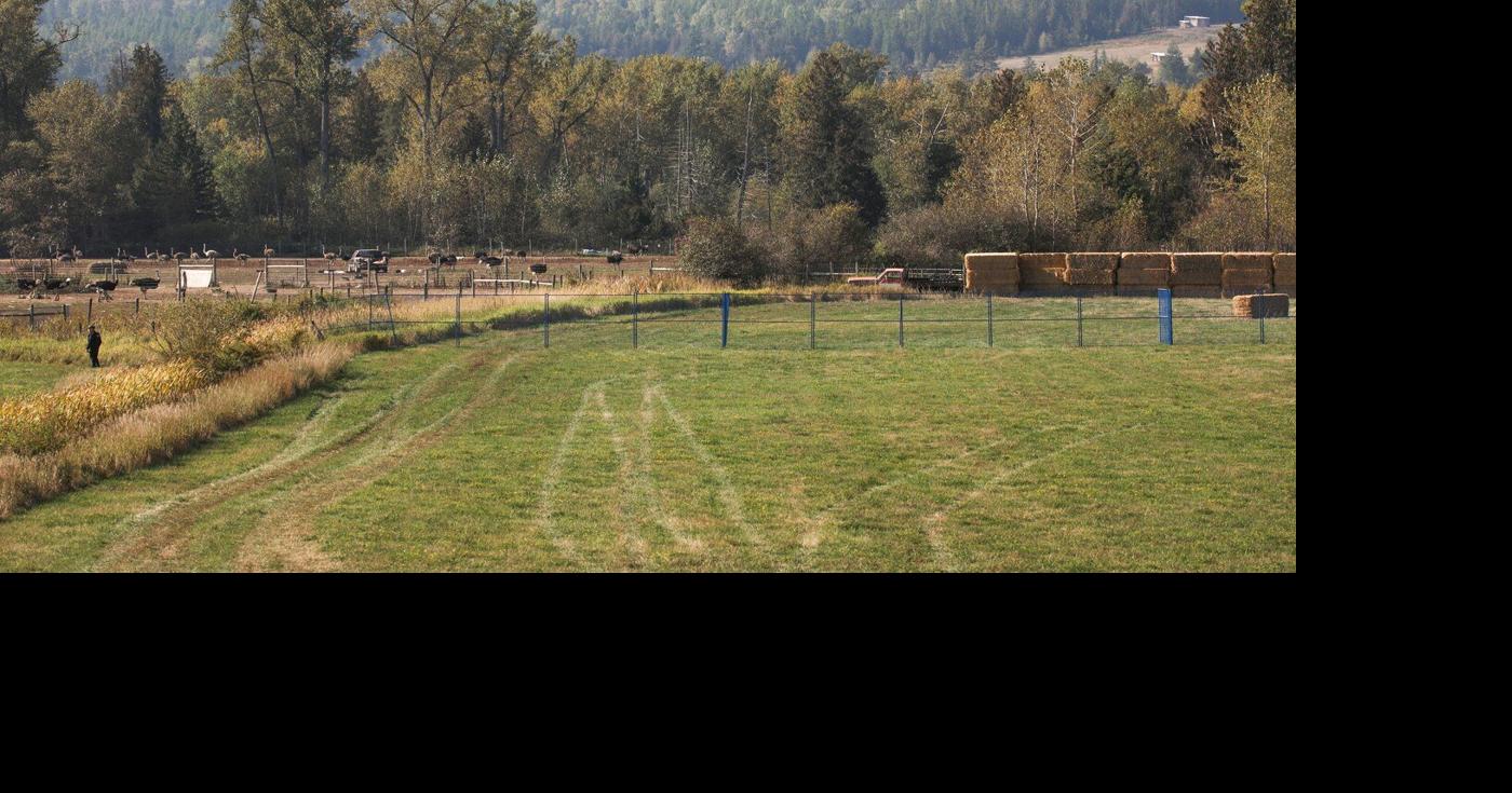Photo Gallery: Ostrich farm granted stay on cull | BC ...
