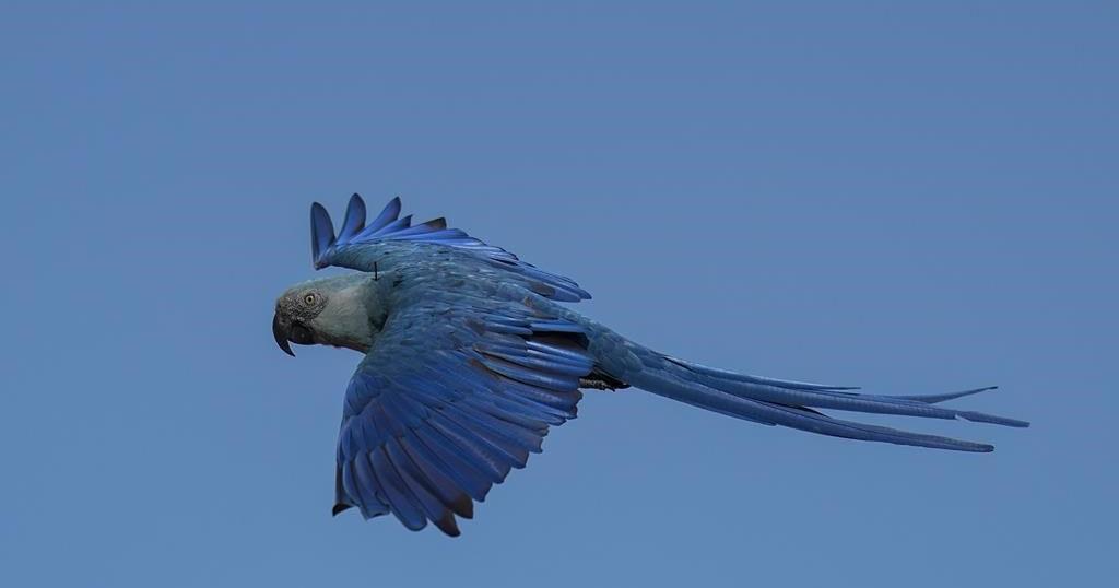 Recovery of Brazil's Spix's macaw, popularized in animated 'Rio' films ...