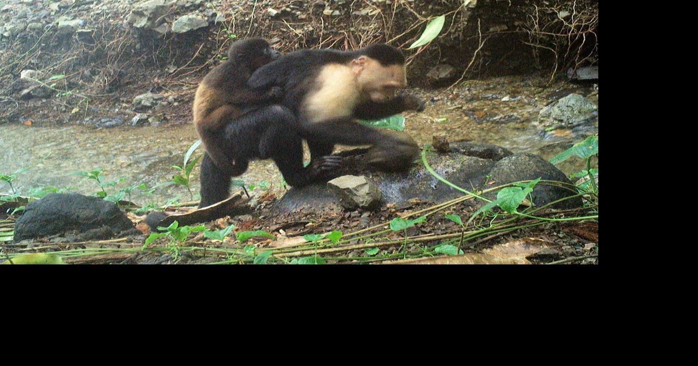 Caught on camera, capuchin monkeys kidnap howler monkey babies | World ...