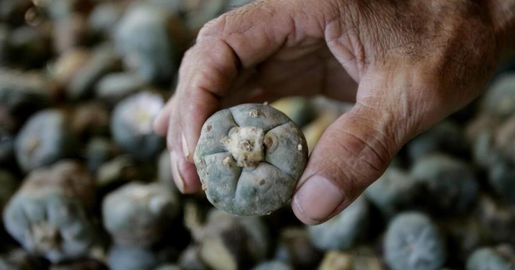 As investors pile into psychedelics, idealism gives way to pharma economics | Health News ...