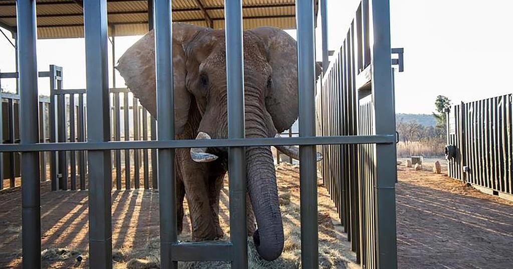 How do you get a grumpy 4-ton elephant to a new home 120 miles away ...