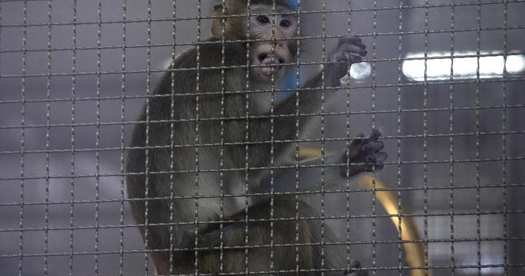 'Serious risks': Researchers join push against importing monkeys for ...