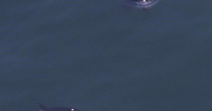 Large whale group spotted off New England includes orca eating a tuna ...
