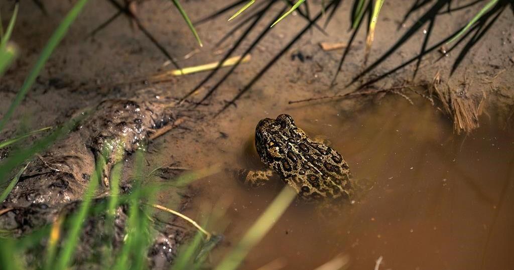 Nevada toad in geothermal power fight gets endangered status ...