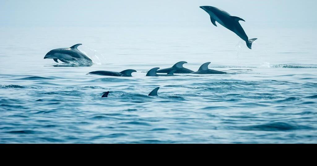 Dolphins delight with return to B.C. waters, but some see 'invasive ...