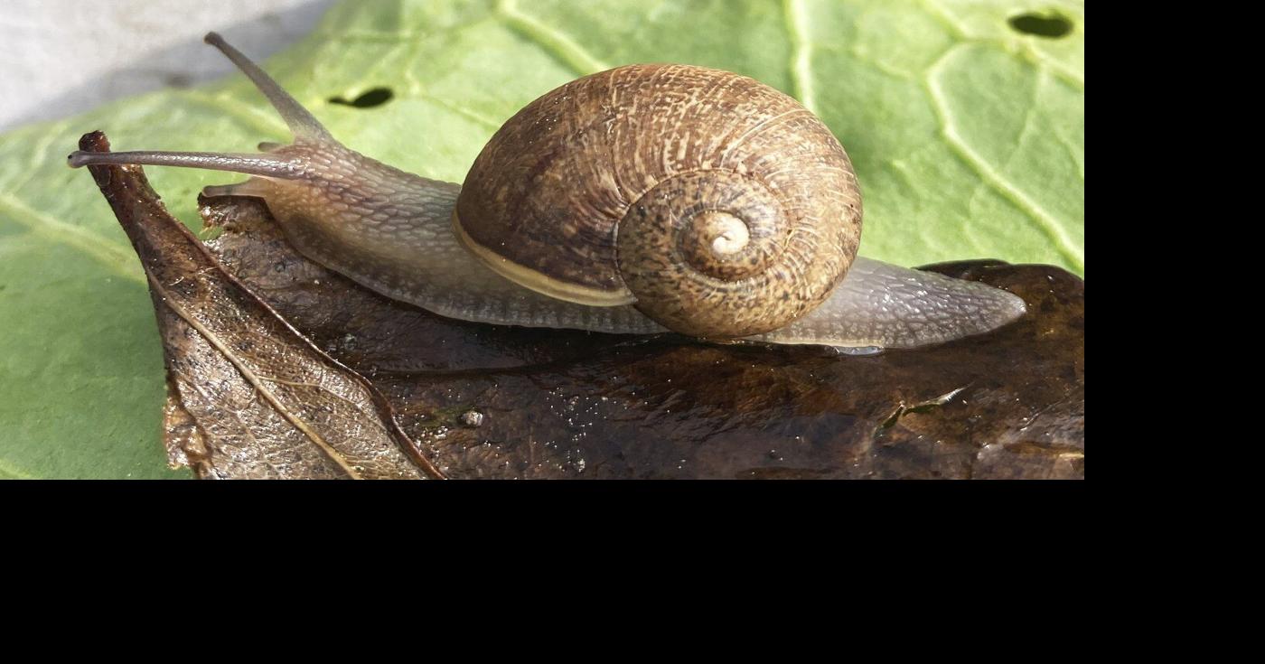 Ned is a perfectly nice snail, but a rare shell means a doomed love ...