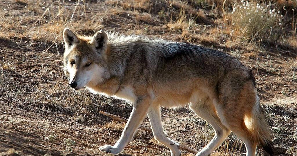 Protections sought for coyotes in Mexican wolf territory | World News ...