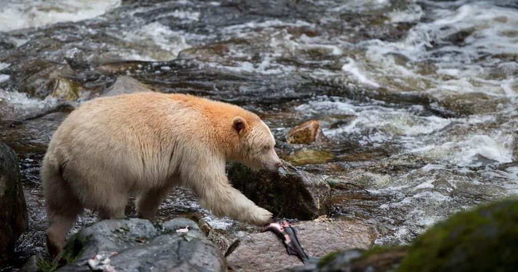 No evidence albino grizzly bear sent to Arctic after being mistaken for ...
