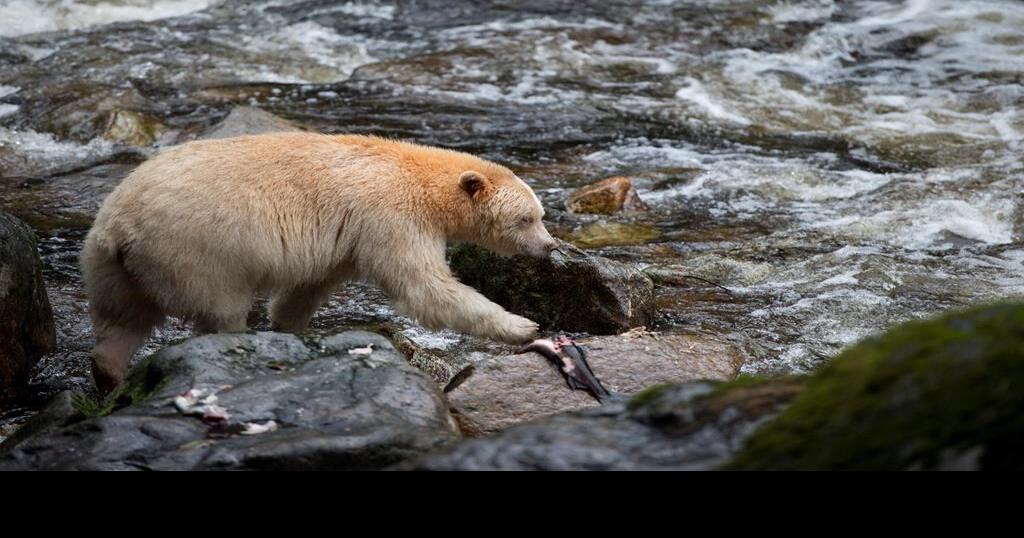 No evidence albino grizzly bear sent to Arctic after being mistaken for ...