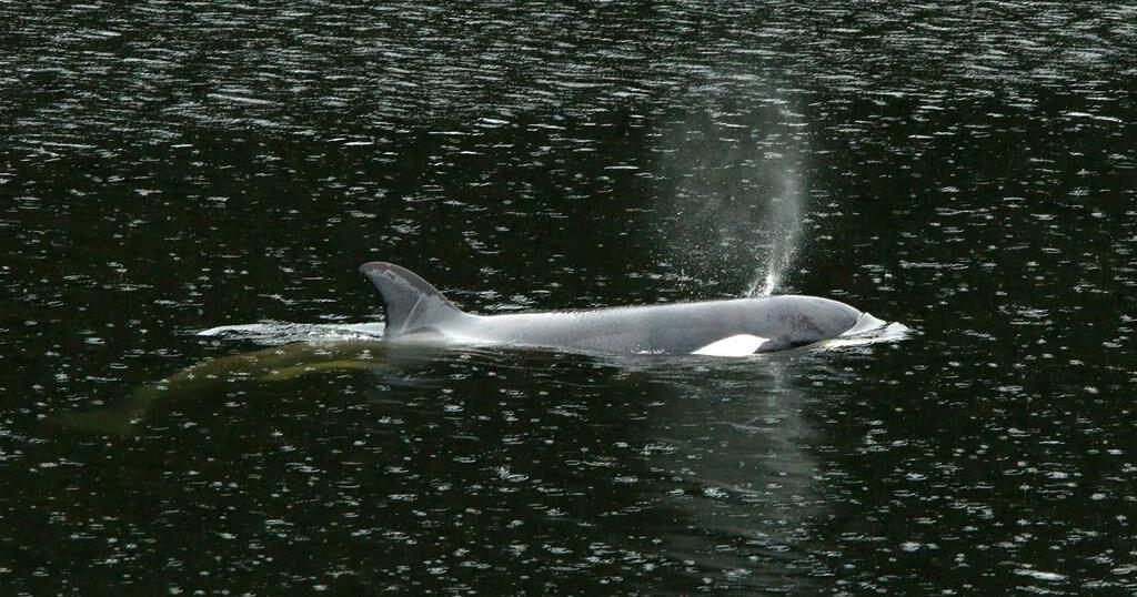'Very smart' B.C. orca calf evades rescuers, forcing switch in tactics ...