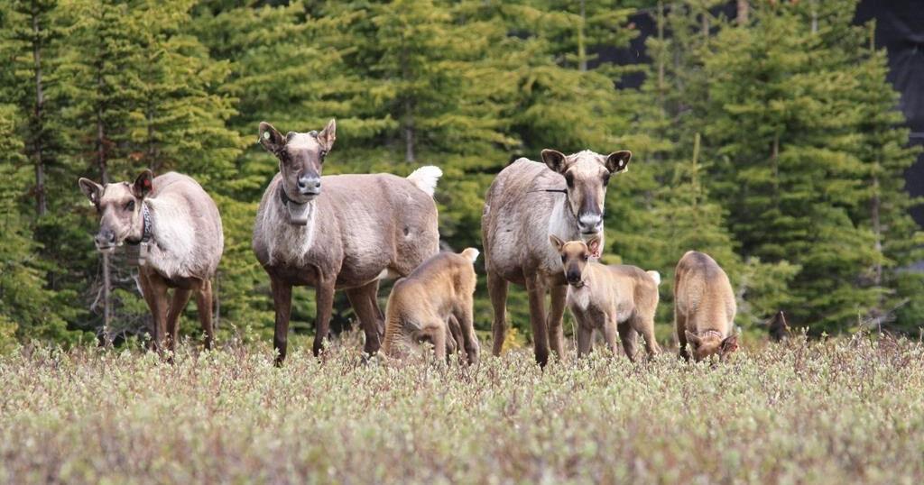 First Nations, governments working to establish Indigenous protected ...