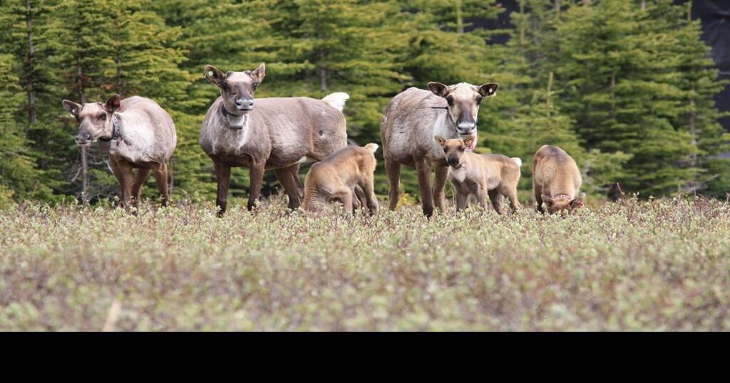 First Nations, governments working to establish Indigenous protected ...