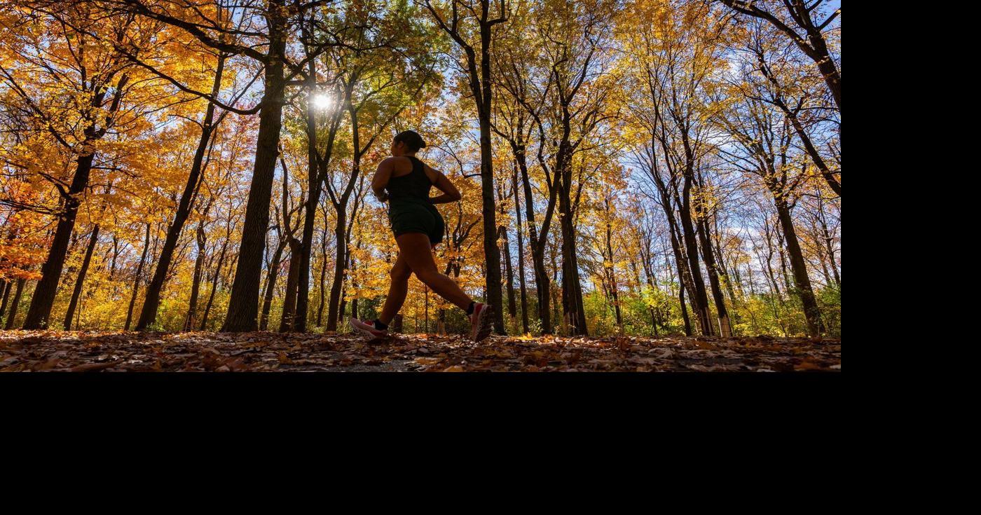 What could drought-stricken forests mean for Canada's fall foliage ...