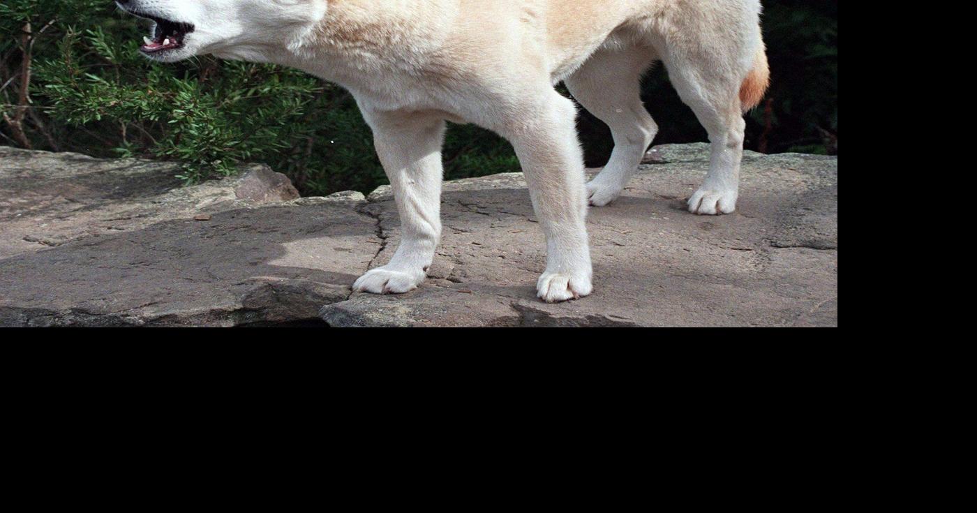 Dingo pack surrounded Canadian found dead on beach, Australian police ...