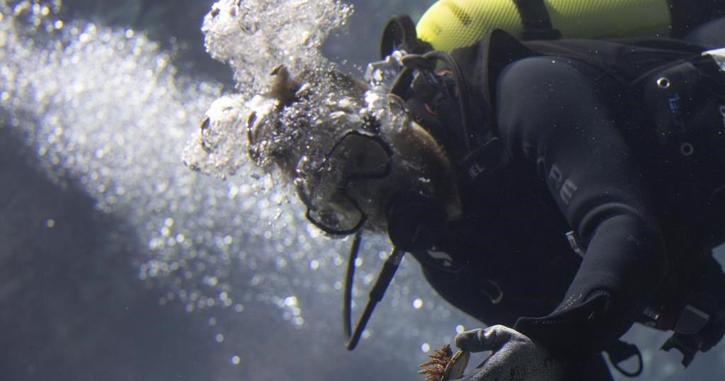 Corals bred in a zoo have joined Europe's largest reef. This is ...