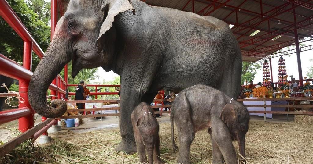 Rare twin elephants in Thailand receive monks' blessings a week after ...
