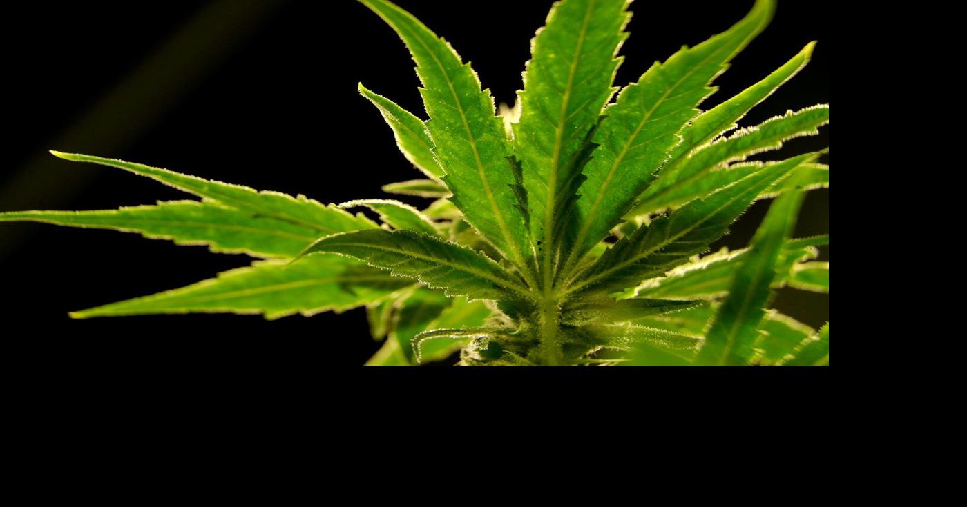 A drug made from marijuana reduced back pain in a large study | Health ...