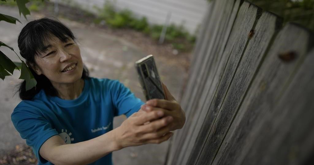 Think cicadas are weird? Check out superfans, who eat the bugs, use ...