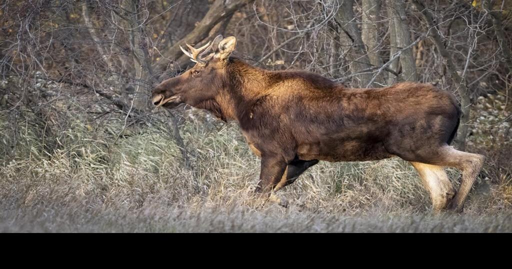 The journey of Minnesota's Rutt the moose is tracked by a herd of fans ...