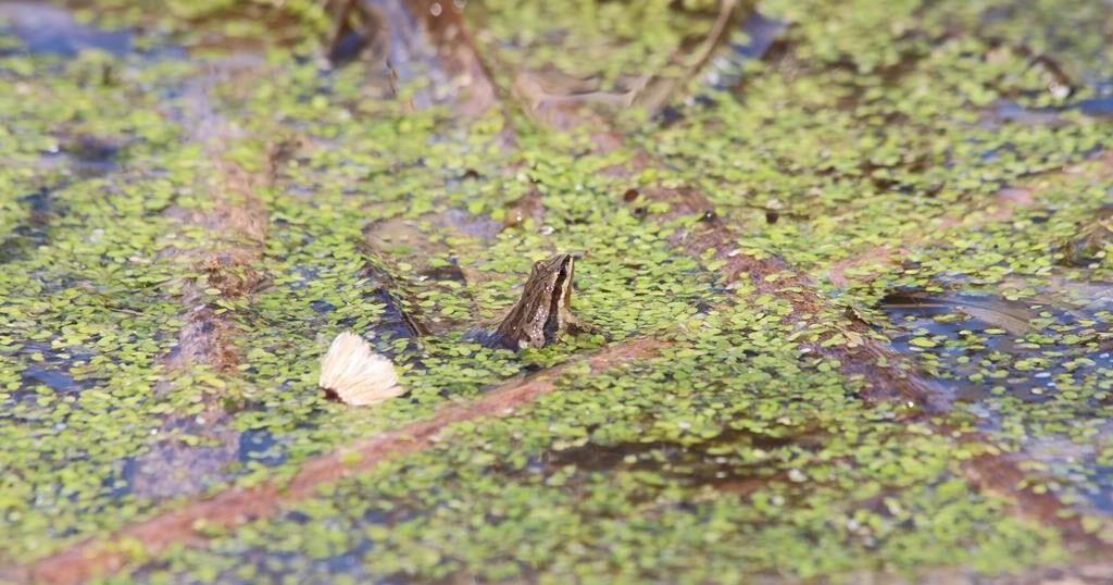 Federal government says funding has restored threatened frog's habitat ...