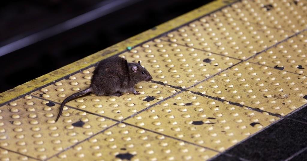 Rat Attack: NYC seeks hands-on leader in anti-rodent fight | World News ...