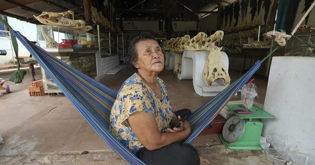 How a nearly extinct crocodile species returned from the brink in ...