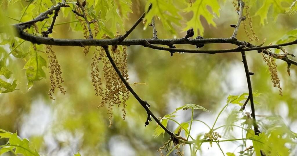 Allergies can make you miserable. Here's how to track pollen levels ...