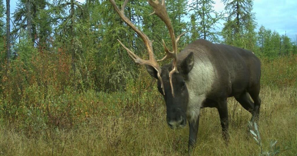 Climate change, not habitat loss, may be biggest threat to caribou ...