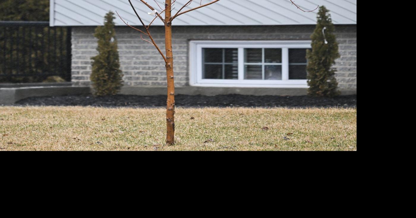 'Tree police': Quebec town charges $200 fee for homeowners with ...
