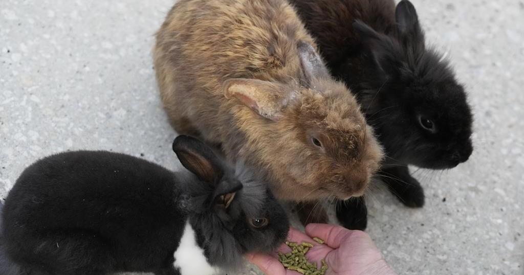 Fuzzy invasion of domestic rabbits has a Florida suburb hopping into a ...