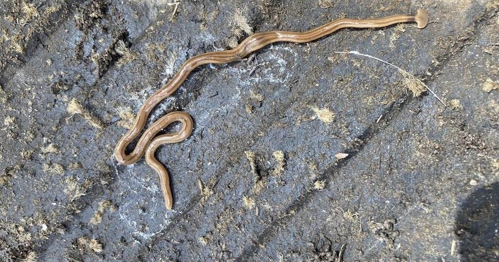 Hammerheads (the garden variety) pose a threat to earthworms ...