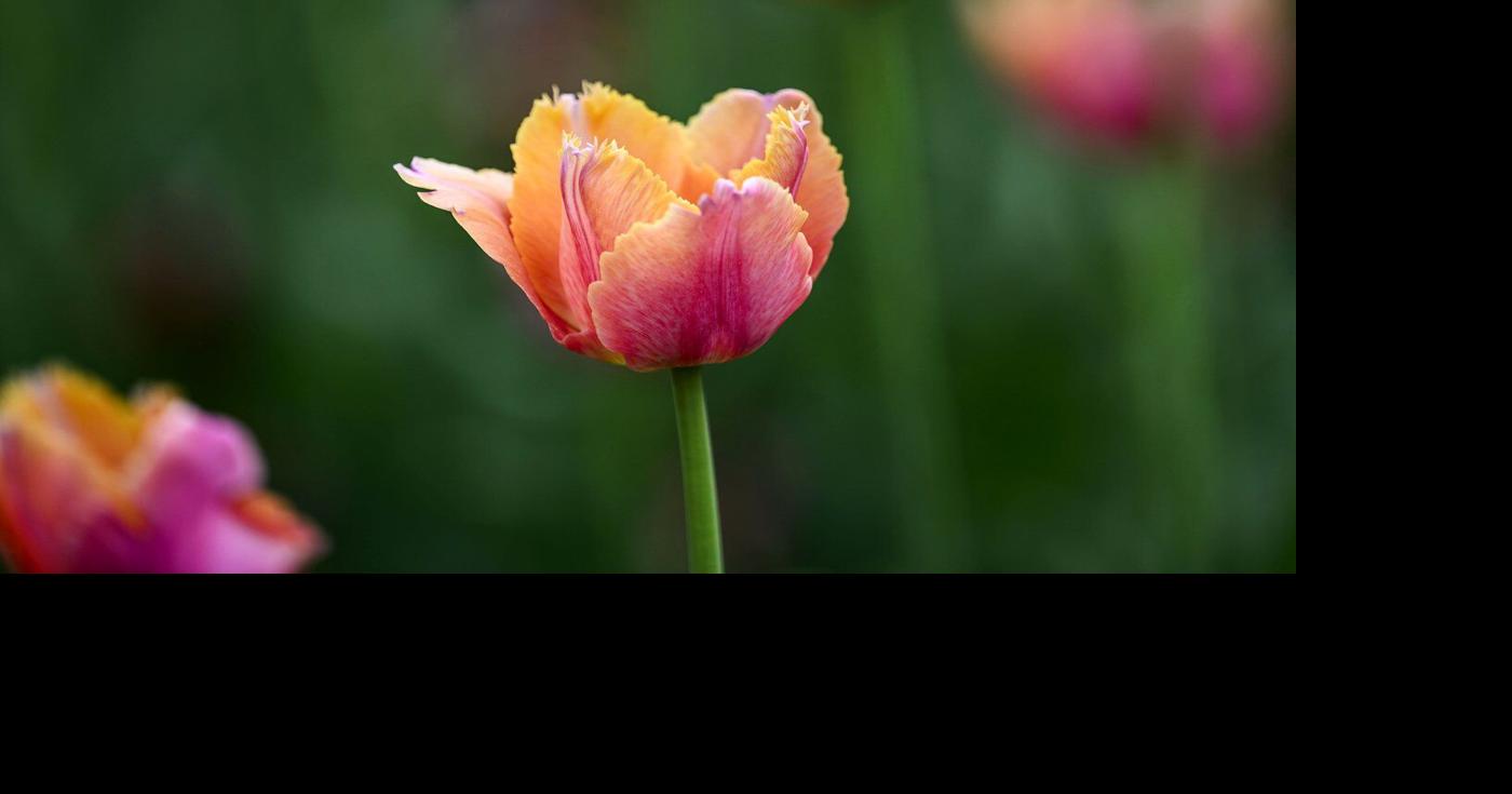 The five senses of spring: How climate change is shaping our experience ...