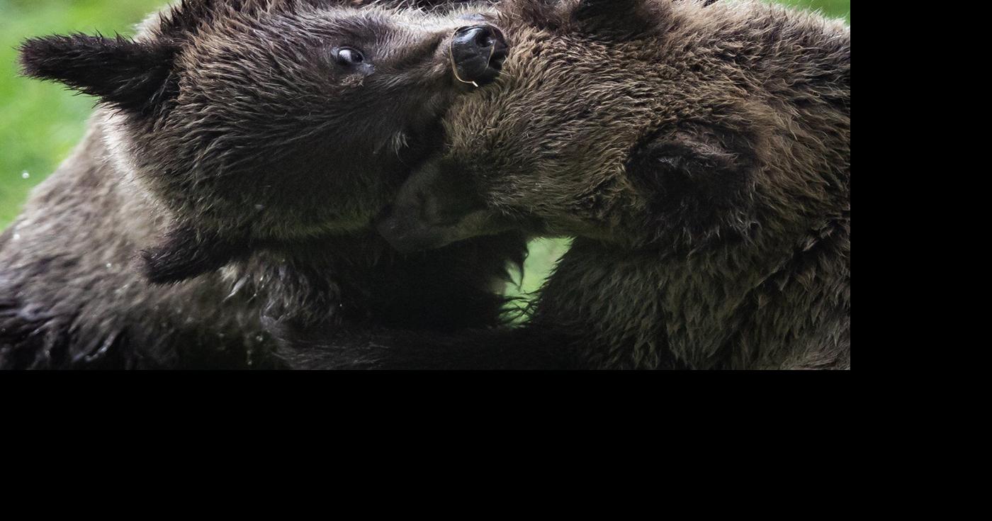 Grizzly attack in B.C. likely 'defensive', bears to be spared ...
