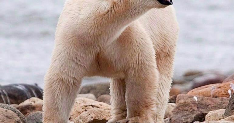 Polar bears kill worker in attack off Baffin Island in Nunavut ...