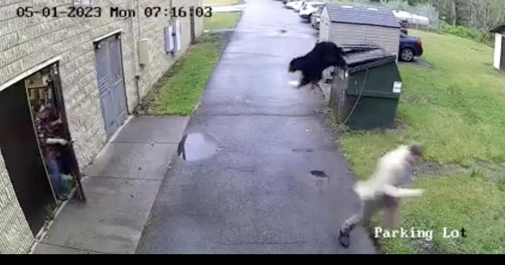 Bear gives West Virginia principal a roaring wake-up call | World ...