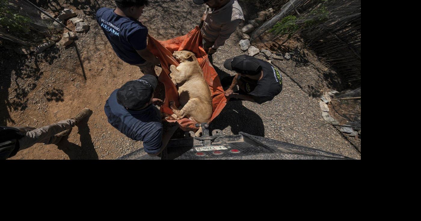 AP PHOTOS: Tigers, jaguars and elephants are the latest to flee Mexico ...