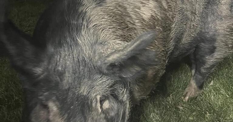 Wayward 450-pound pig named Kevin Bacon hams it up for home security ...