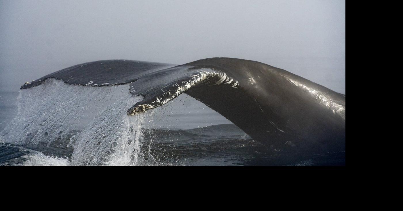 Whales migrations changed as seas warmed. But can they keep pace with ...