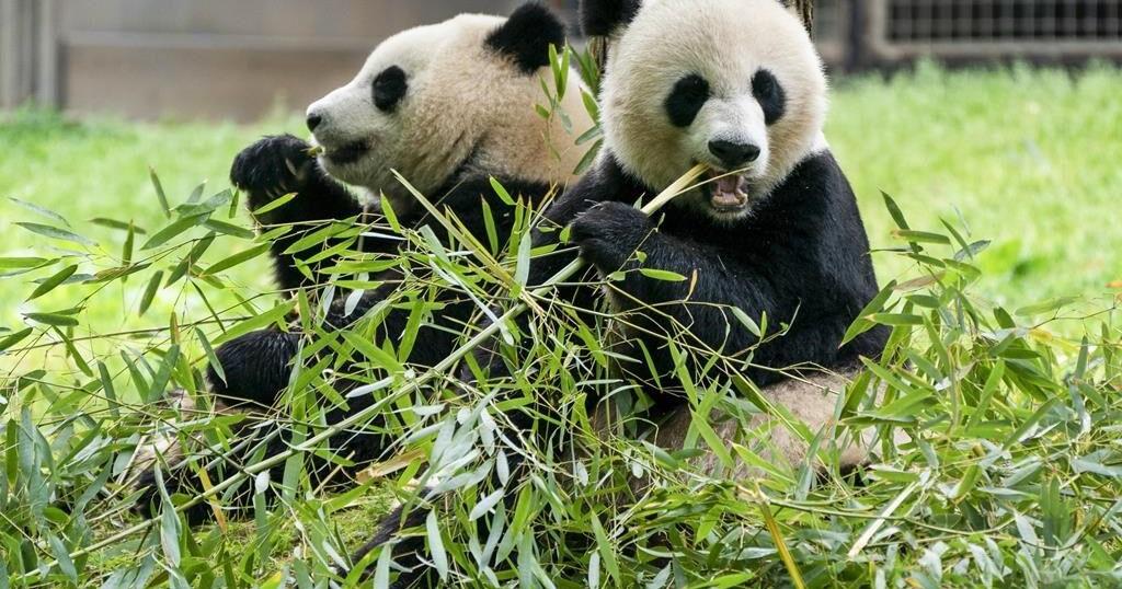 Pandas arrive at National Zoo, but won't be ready for public debut ...
