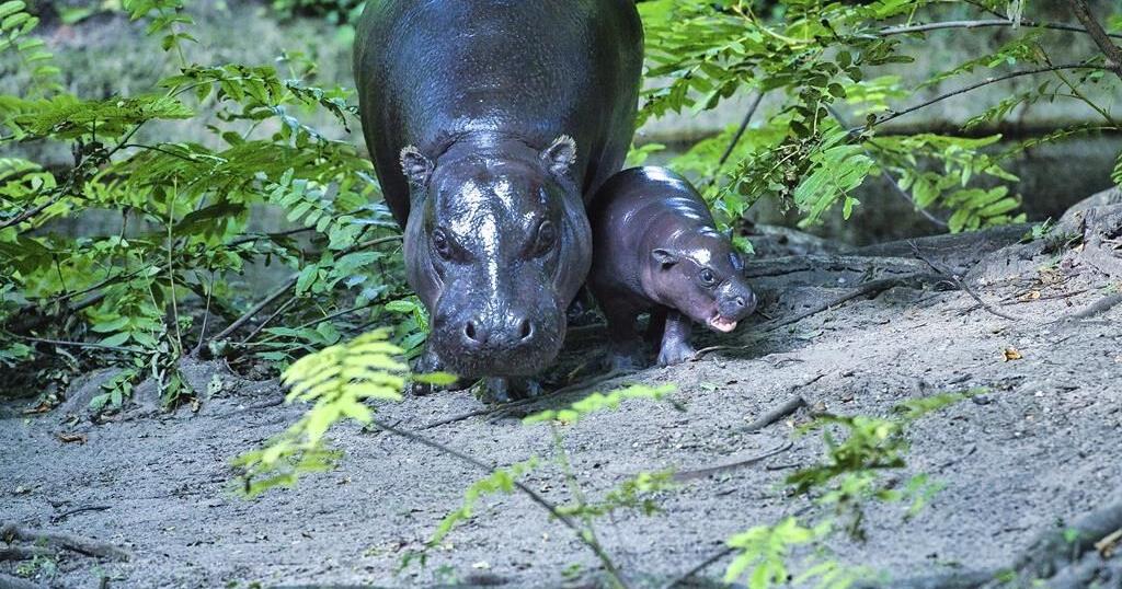 Berlin's newest pygmy hippo makes her debut, with a name inspired by a ...