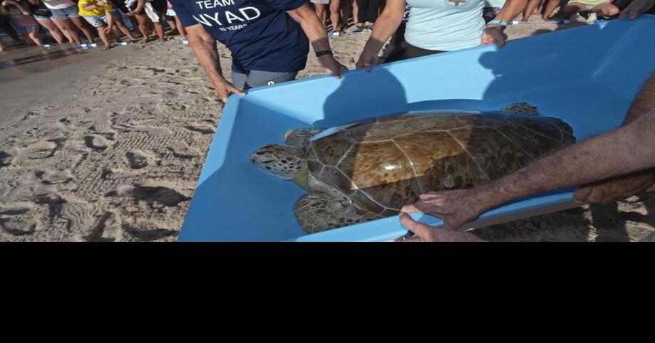 Diana Nyad marks anniversary of epic Cuba-Florida swim, freeing ...