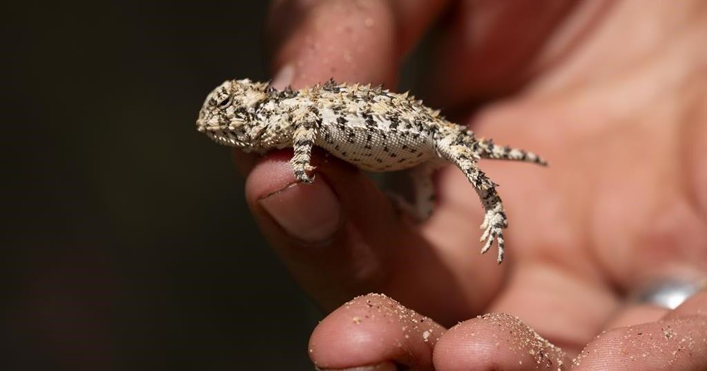 New endangered listing for rare lizard could slow oil and gas drilling ...