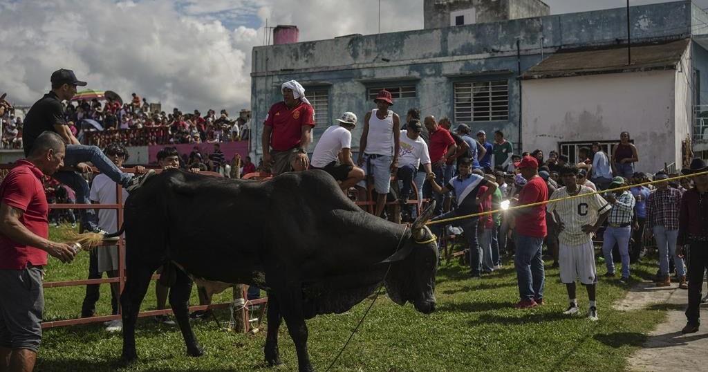 Mexican town continues bull running tradition despite legal struggle ...
