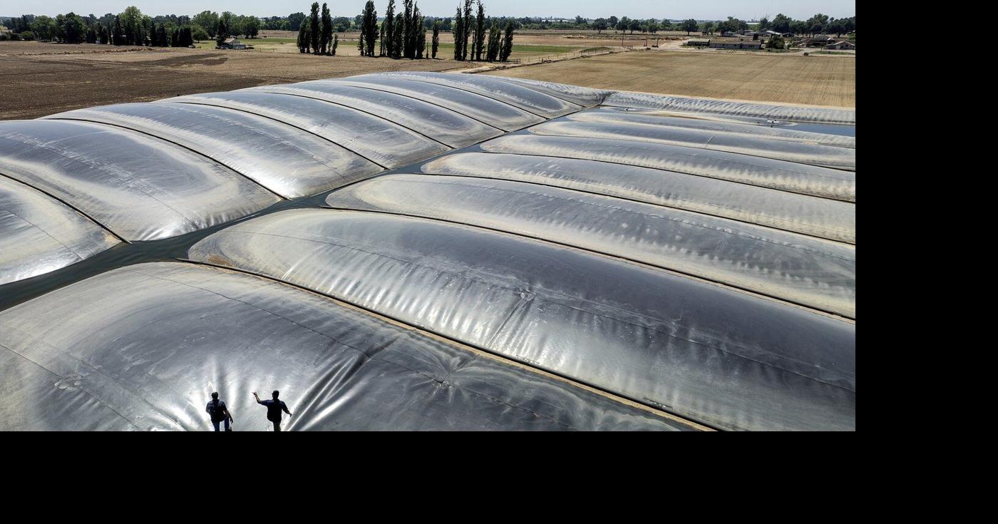 Environmental groups sue over California support for polluting biofuels ...