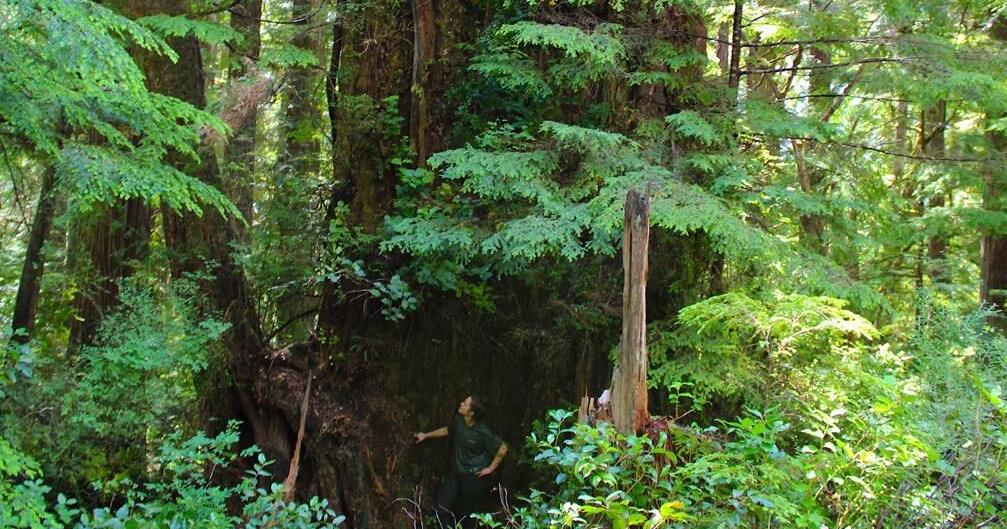 First person: The quest for an ancient colossus, in the wild rainforest ...