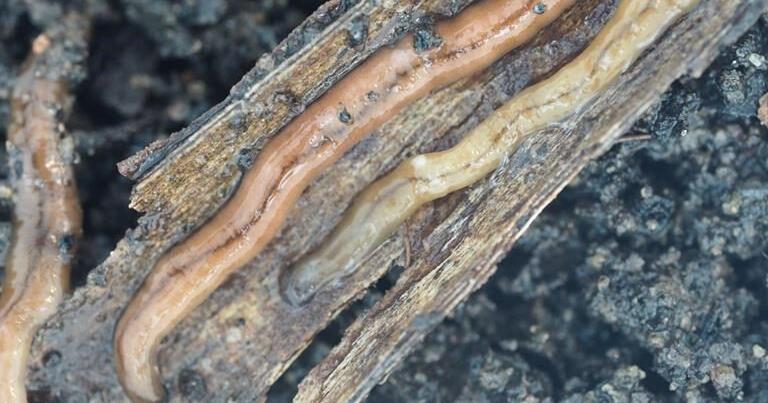 Worms that secrete a dangerous paralyzing toxin spreading in Montreal ...