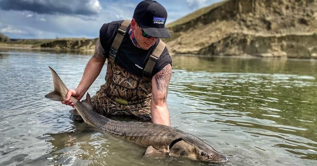 'Monsters': Sturgeon endure in Alberta rivers, but their future is ...